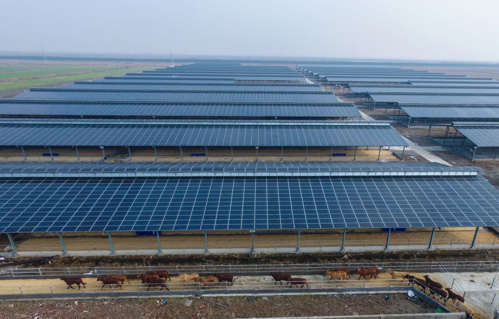 The Cattle Farm Can Generates Electricity? Livestock And Photovoltaics ...